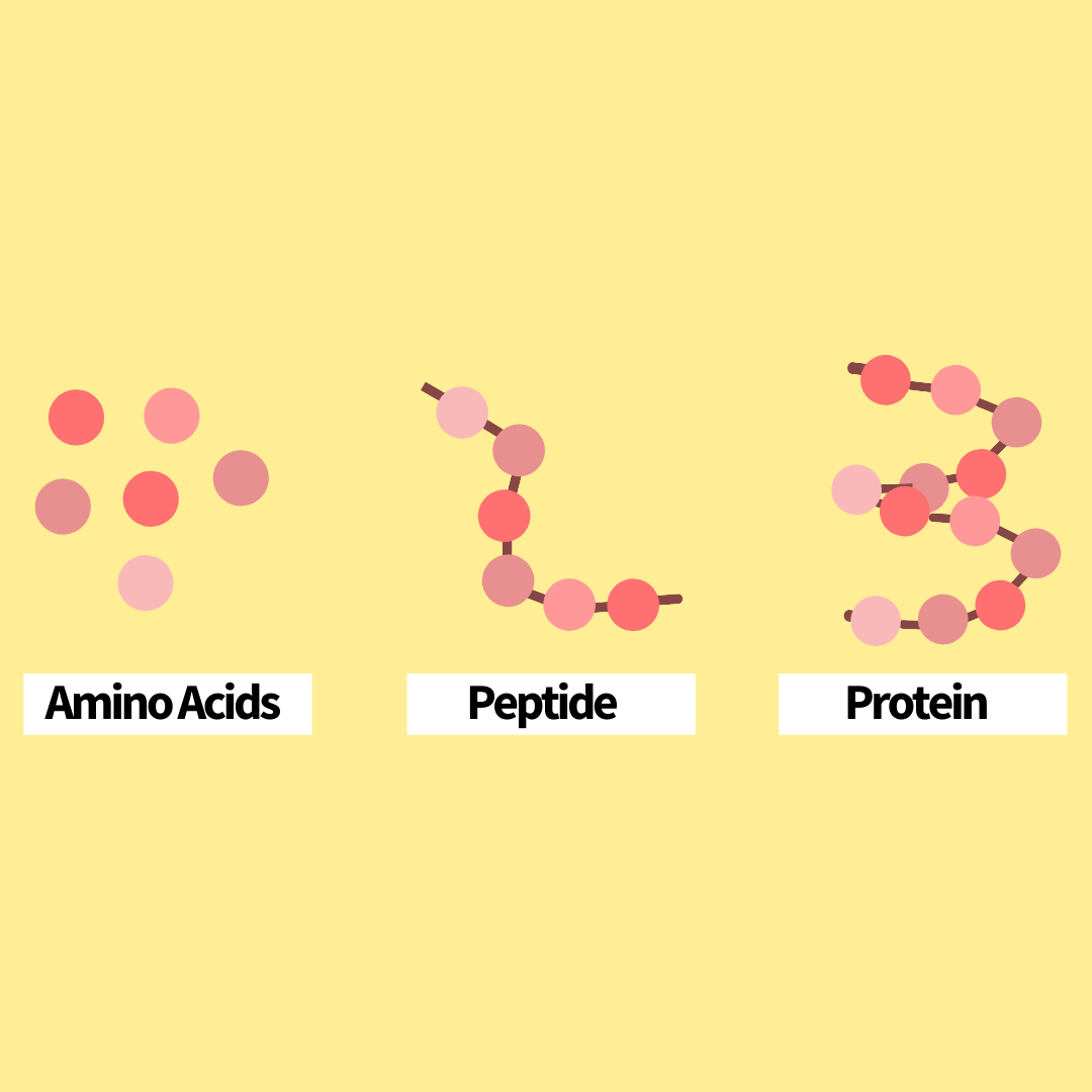 Picky Guide: All About Peptides