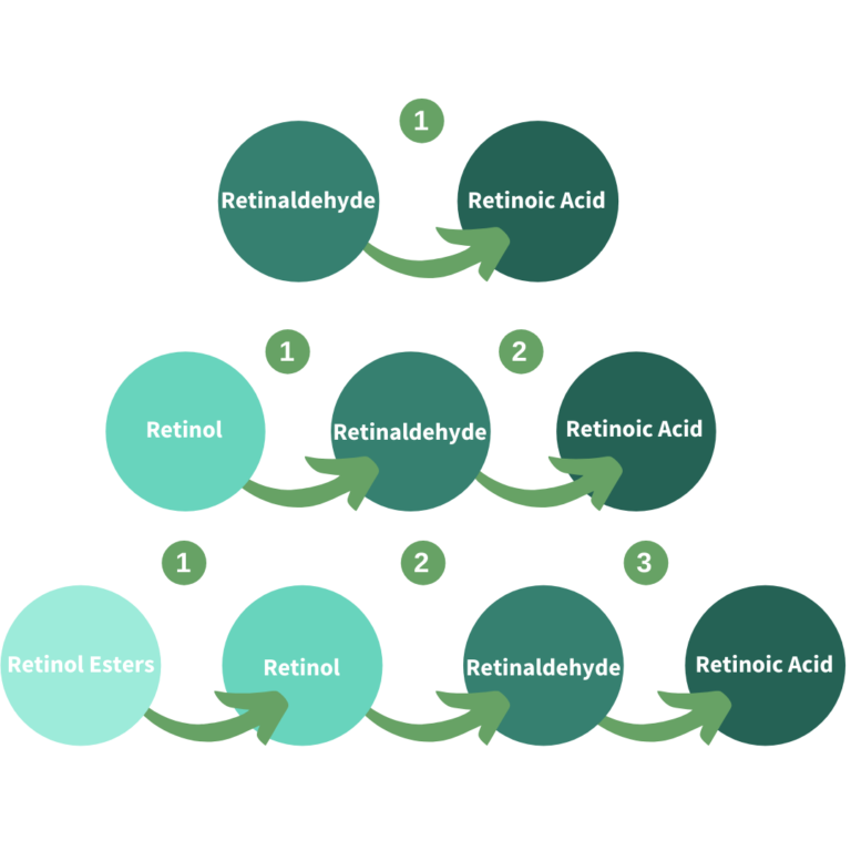 All About Retinoids: The Royal Family of Anti-Aging Skincare