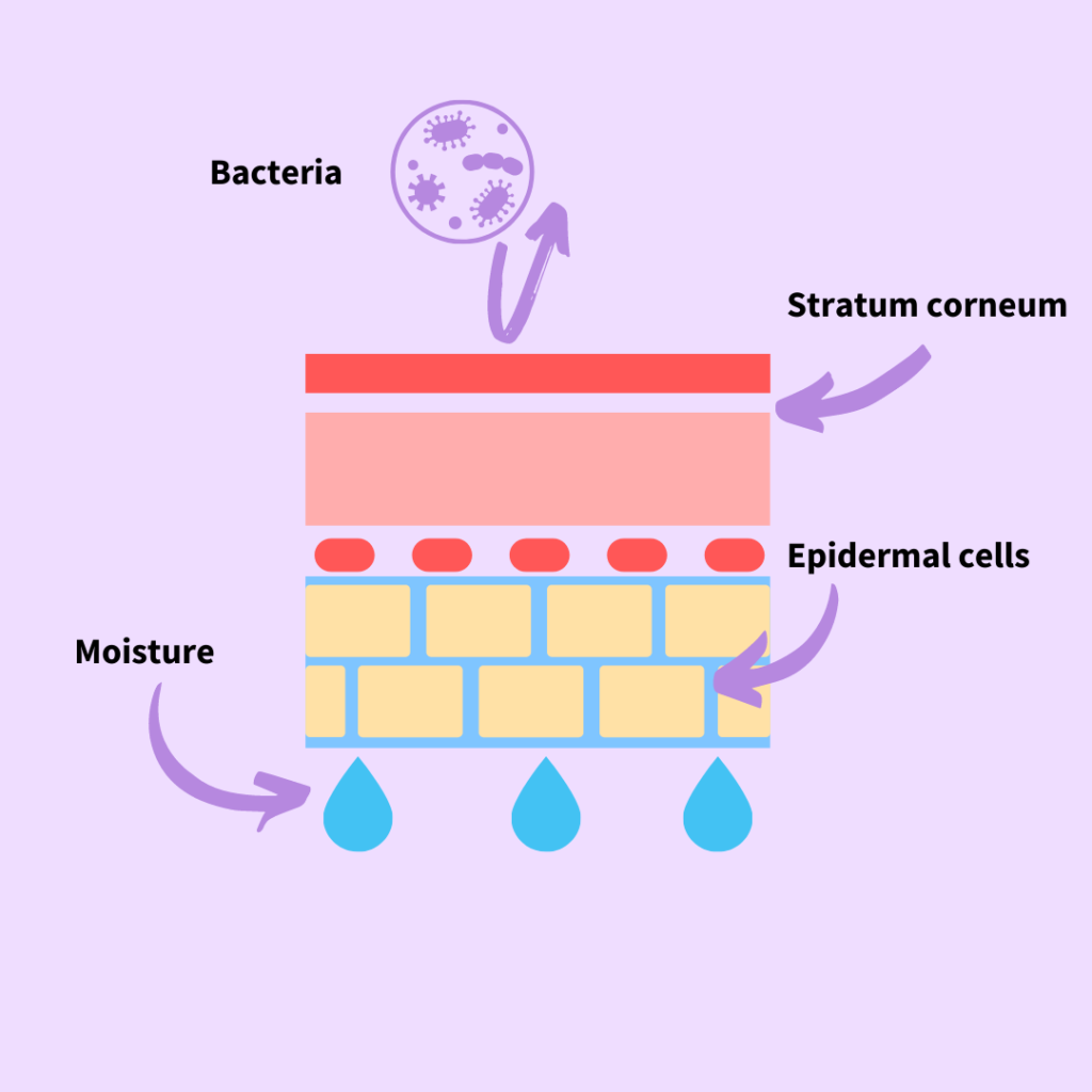 Protecting the Skin Barrier
